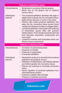 Stages of Gingivitis: From Initial Lesion to Advanced Inflammation ...