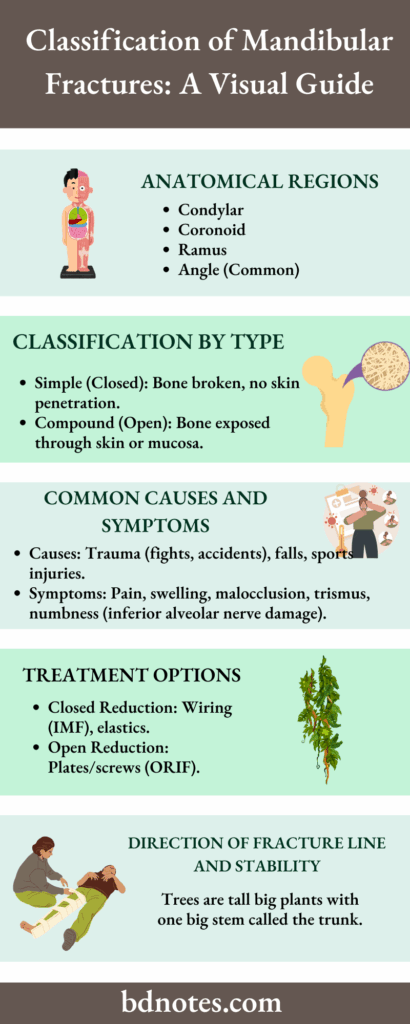 Different Types Of Mandibular Fractures - BDS Notes