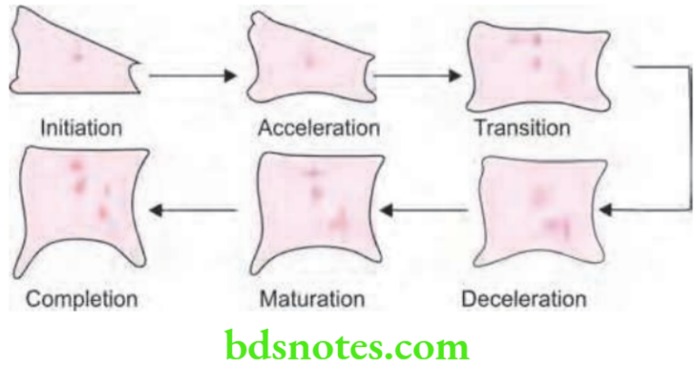 Cervical Vertebral Maturation Indicator - BDS Notes