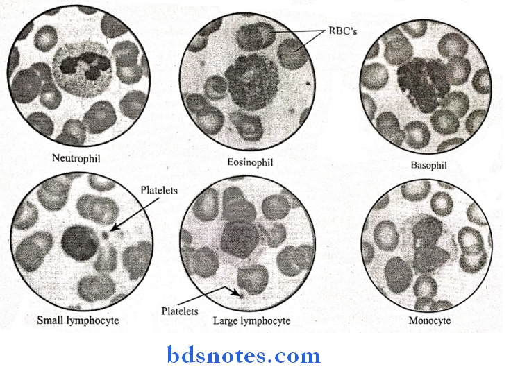 Composition and Functions of Blood Question And Answers - BDS Notes