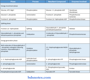 Step By Step Of Glycolysis - BDS Notes