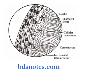 Cementum Of Tooth Question And Answers - BDS Notes