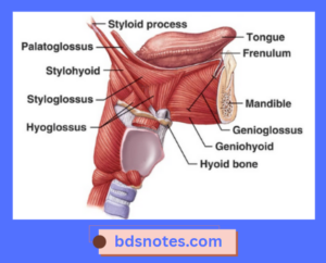 Anatomy Of The Tongue: Muscles, Nerves, And Histology - BDS Notes