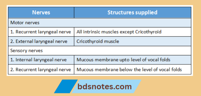Thyroid Cartilage Explained: Structure, Features, And Function - BDS Notes