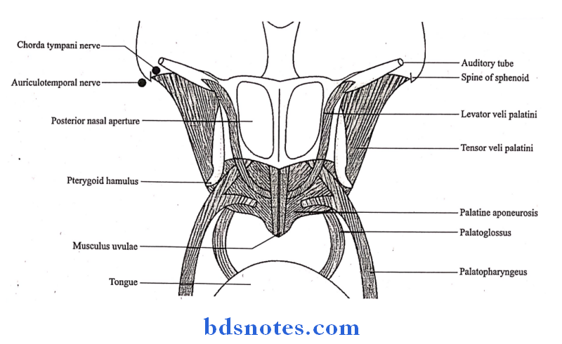 Mouth And Pharynx Short Question And Answers - BDS Notes