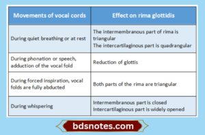 Rima Glottidis - BDS Notes