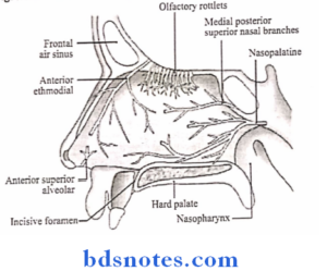 Nose And Paranasal Sinuses Short Question And Answers - BDS Notes
