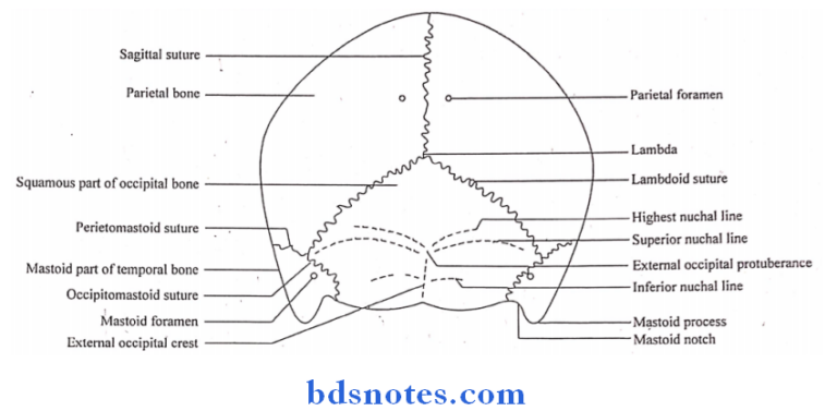 Norma Occipitalis and Normal Lateralis - BDS Notes