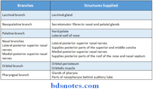 Norma Occipitalis and Normal Lateralis - BDS Notes
