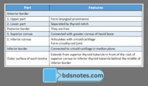 Thyroid Cartilage Explained: Structure, Features, And Function - BDS Notes