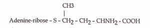 Active Methionine: The Key Player In Transmethylation Reactions - BDS Notes