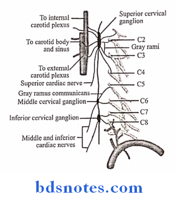 Neck Anatomy Question And Answers - BDS Notes