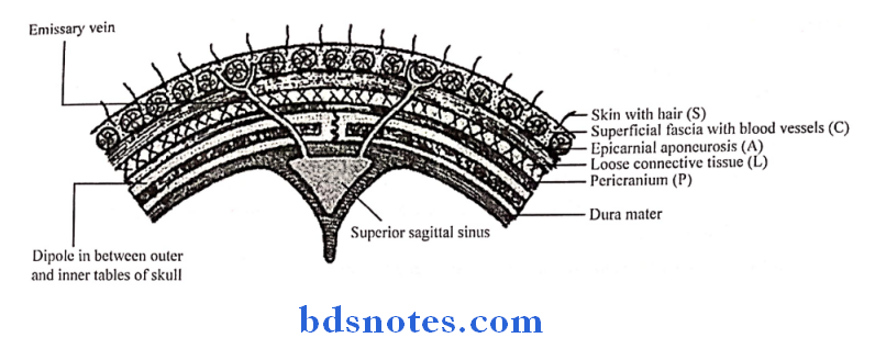 Layers of Scalp Question And Answers - BDS Notes