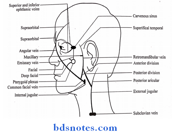 Layers of Scalp Question And Answers - BDS Notes
