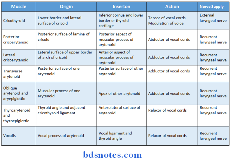 Larynx Short Question And Answers - BDS Notes