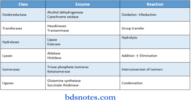 Enzymes Questions And Answers - BDS Notes