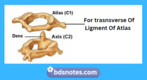 Atlanto-Axial Joint - BDS Notes