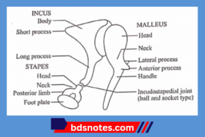 Mastoid Air Cells Of The Temporal Bone: Structure And Function - BDS Notes