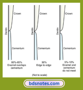 Cementum Of Tooth Question And Answers - BDS Notes