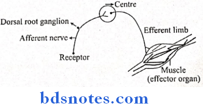 Central Nervous System Question And Answers - BDS Notes