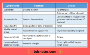 Styloid Process - BDS Notes