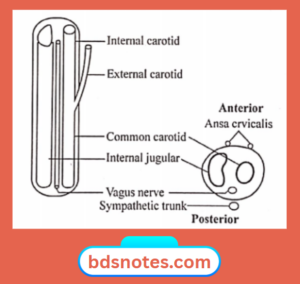 Understanding The Carotid Sheath In Neck Anatomy - BDS Notes