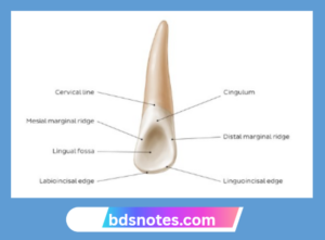 Gingival Sulcus - BDS Notes