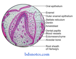 Development And Growth Of Teeth Question And Answers - BDS Notes