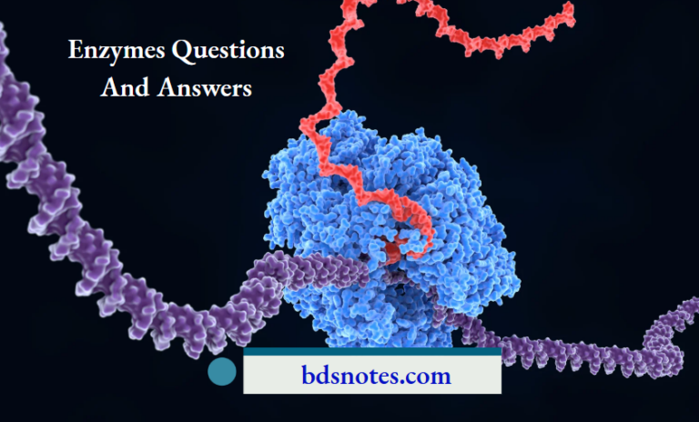 Enzymes Questions And Answers - BDS Notes