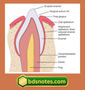Histology And Function Of The Dentogingival Junction In Oral Health ...