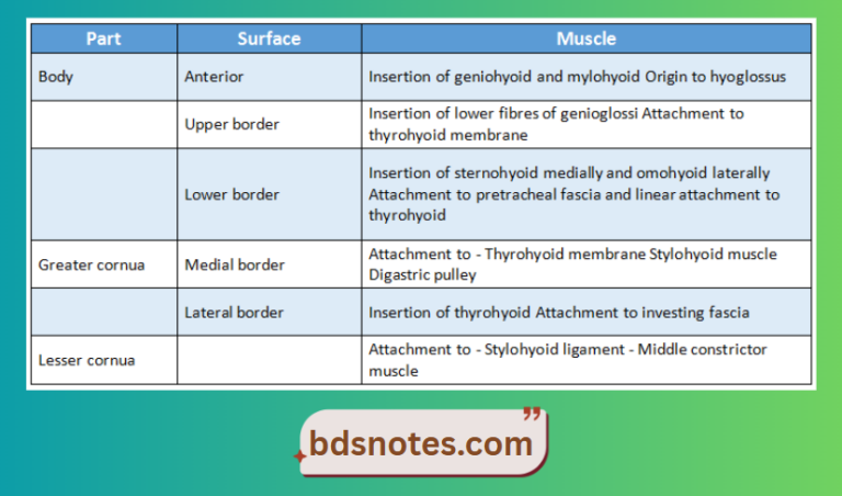 Maxilla: Anatomy, Function And Clinical Notes - BDS Notes