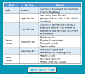 Hyoid Bone - BDS Notes