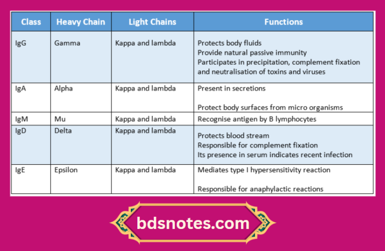 Immunoglobulins Explained: Structure, Classes, and Functions - BDS Notes