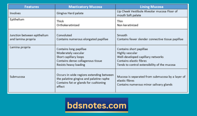 Vermilion Border Of Lower Lip: Anatomy, Histology, And Features - BDS Notes