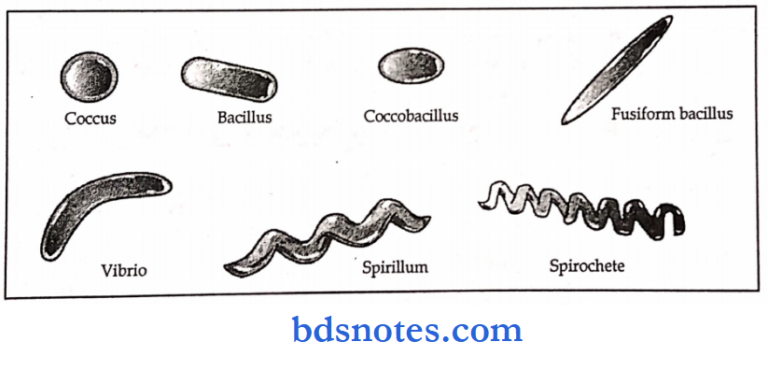 Microbiology Notes - BDS Notes