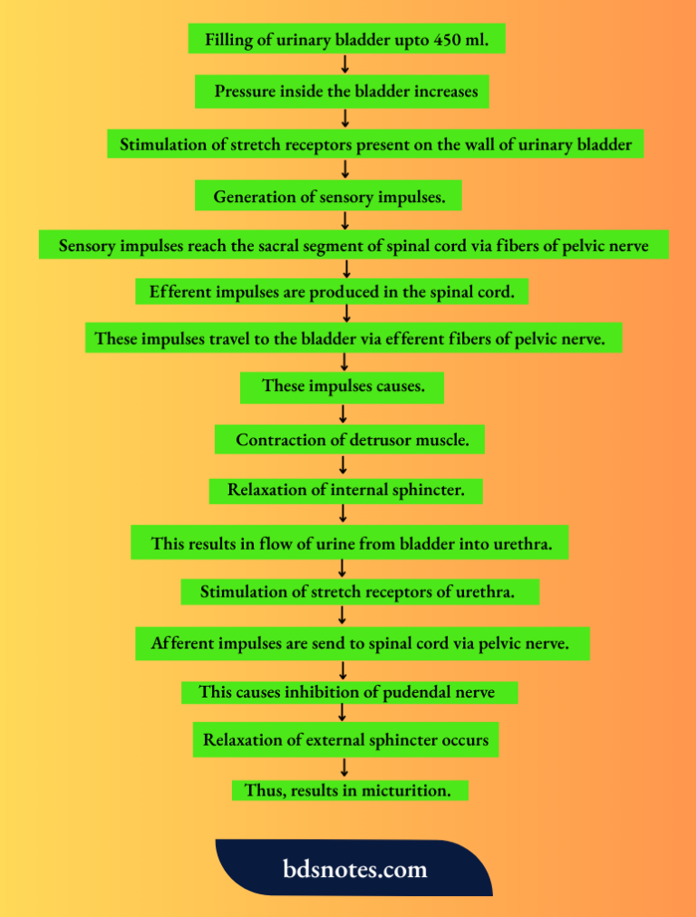 Micturition Reflex: Mechanism and Neural Control - BDS Notes