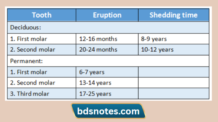 Understanding Molar Teeth: The Grinding Champions Of Your Mouth - BDS Notes