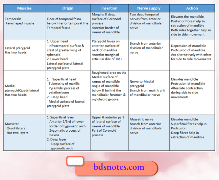 Temporal And Infratemporal Regions - BDS Notes