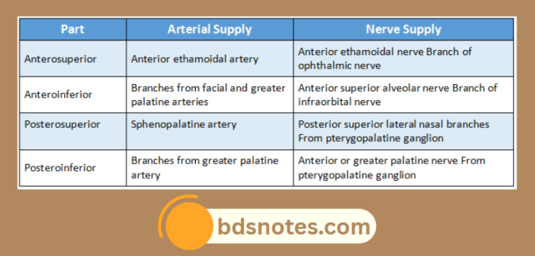 Nasal Septum Anatomy: Bones, Cartilage, And Nerve Supply - BDS Notes