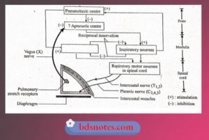 Neural Control Of Breathing: Understanding Respiratory Centers - BDS Notes