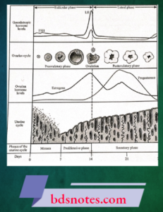 Ovulation And Ovarian Changes During The Menstrual Cycle - BDS Notes