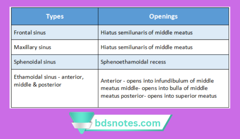 Paranasal Sinus Anatomy: Structure, Boundaries, And Functions - BDS Notes