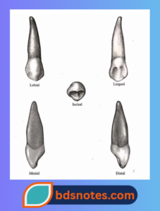 Permanent Maxillary And Mandibular Canines Question And Answers - BDS Notes