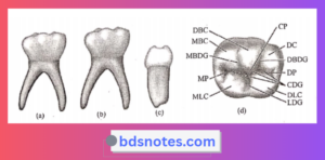 A Complete Guide To The Primary Mandibular Second Molar - BDS Notes