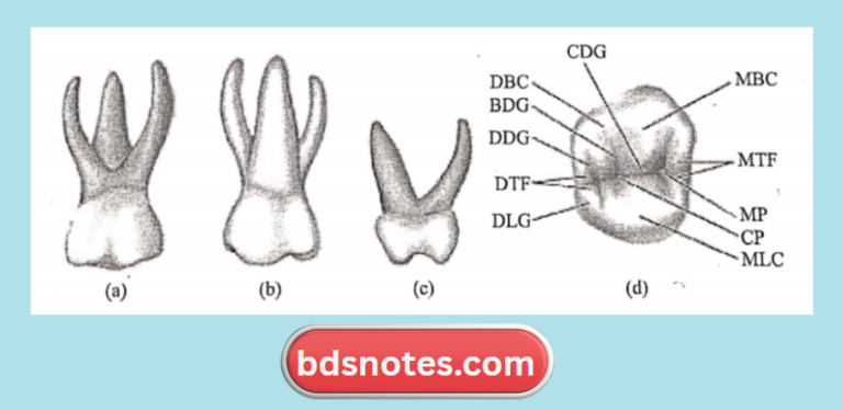 Dental Anatomy Spotlight: Primary Maxillary First Molar - BDS Notes