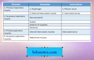 The Mechanics Of Breathing: Inspiration, Expiration, And Muscle ...