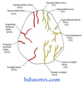 Layers of Scalp - BDS Notes