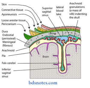 Layers of Scalp - BDS Notes
