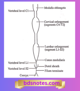 Lateral Ventricle - BDS Notes
