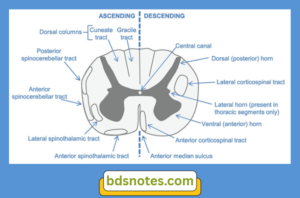 Spinothalamic Tract - BDS Notes